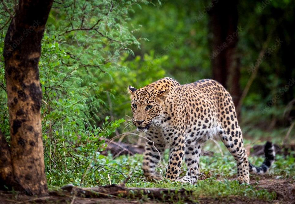 In The Realm Of The Tigers: A Wildlife Safari Through Rajaji National Park