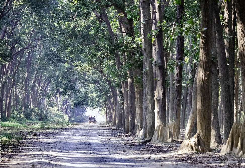 The Breathtaking Canopy of Pilibhit Tiger Reserve: Nature’s Green Arch