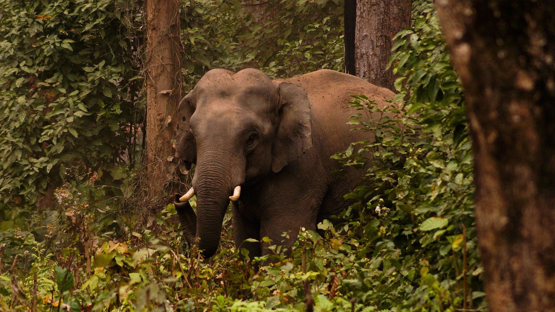 In The Footsteps Of Elephants: Tracking Wildlife In Dudhwa | wildlense.com