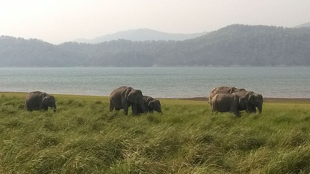 Corbett National Park: An Insider's Guide To Offbeat Trails | wildlense.com