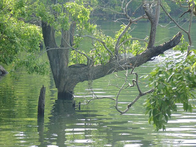 Pilibhit's Wild Heritage: An Exploration Of The Reserve's Ecosystems