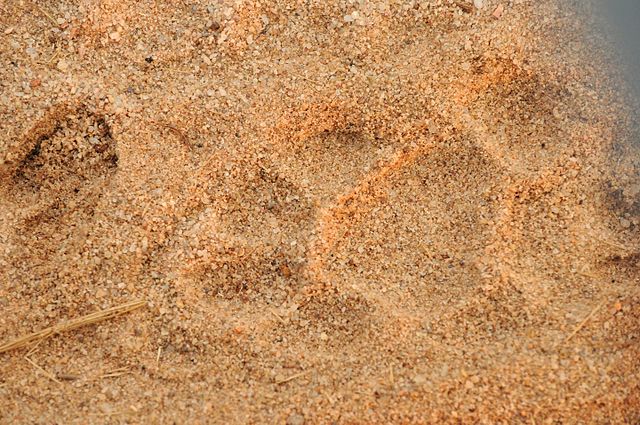 Tracking Wildlife: How Naturalists Read the Jungle