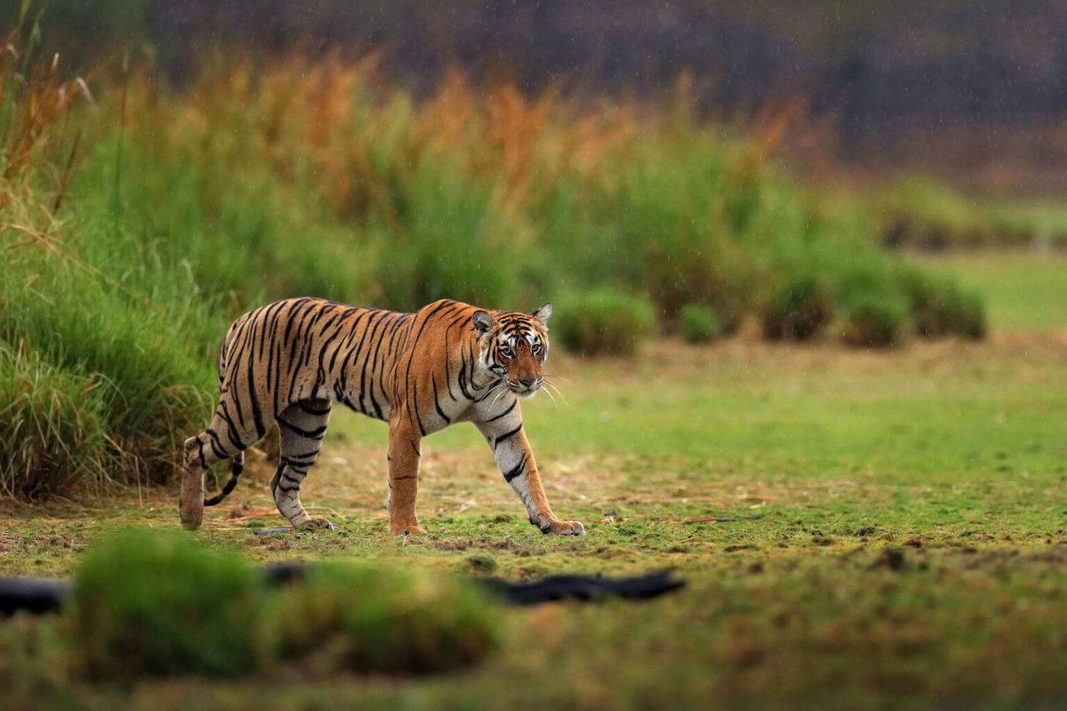 Exploring Rare Species on Guided Wildlife Tours: A Thrilling Adventure