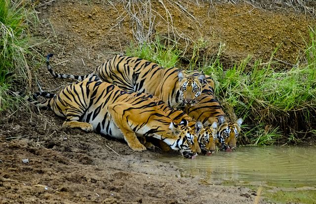 Incredible Tiger Sightings In Tadoba: What Makes It A Must-Visit Reserve