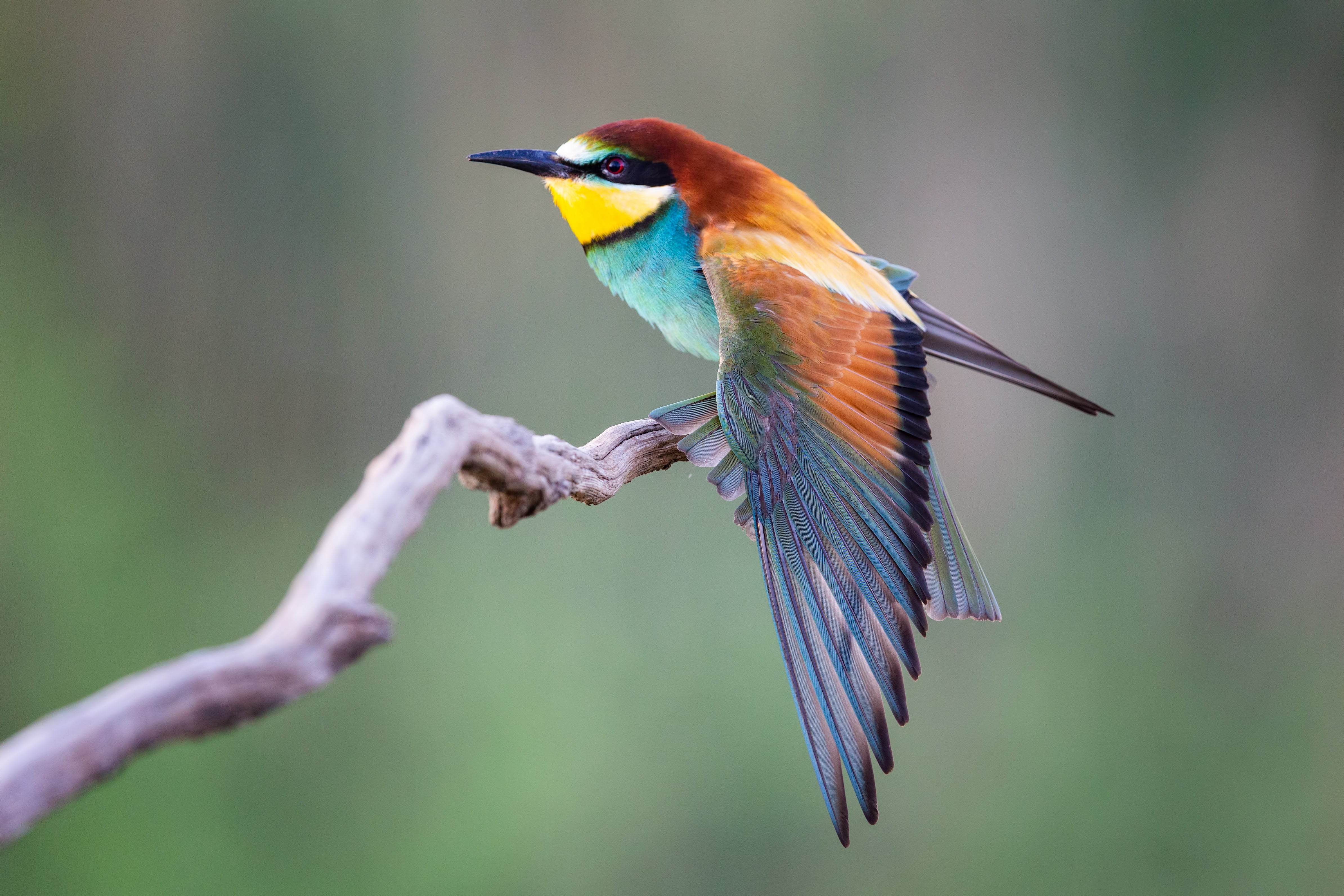 Nainital: Beyond The Lake, Discovering The Region's Fauna | wildlense.com
