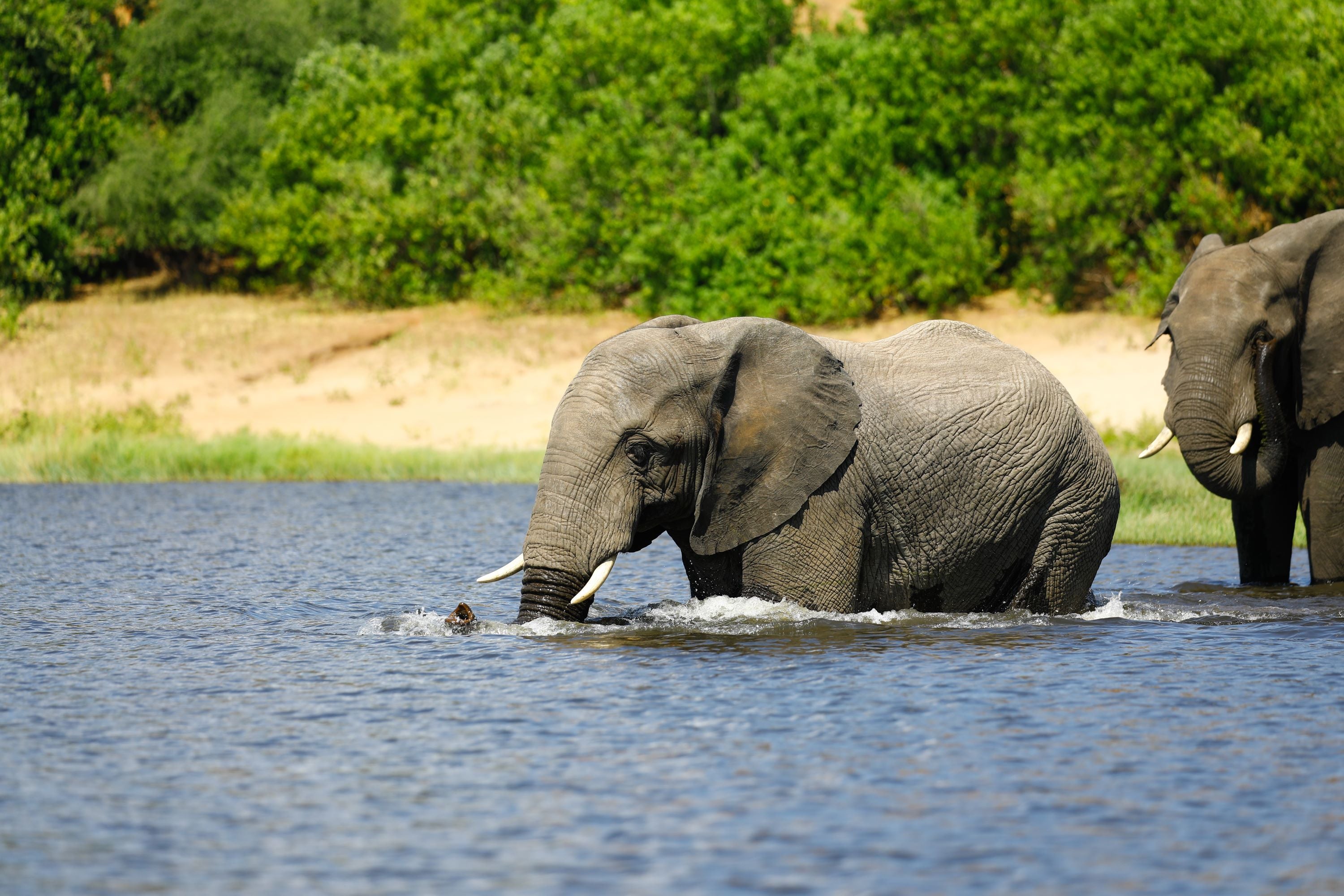 The Terai Experience: Wildlife Adventures In the Plains Of Uttar Pradesh