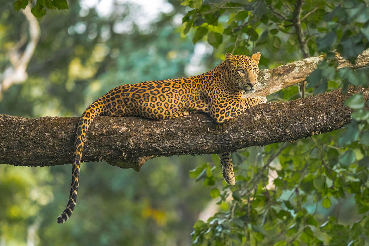 The Majesty Of Katarniaghat: Tigers And Other Big Cats In The Sanctuary